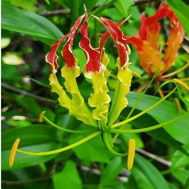 Jual 2 umbi tanaman hias rambat bunga Sungsang / Flame lily (Gloriosa ...