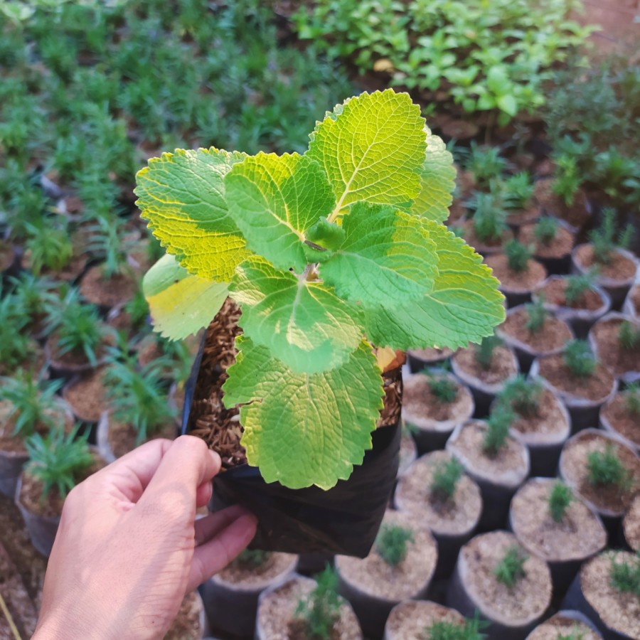 Jual Daun Bangun Bangun Tanaman Herbal Daun Torbangun Asi Booster ...