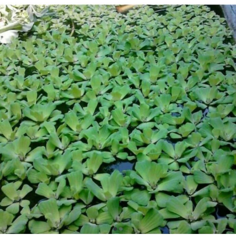 Jual Tanaman Air Apu-Apu/Kapu-Kapu kolam air | Shopee Indonesia