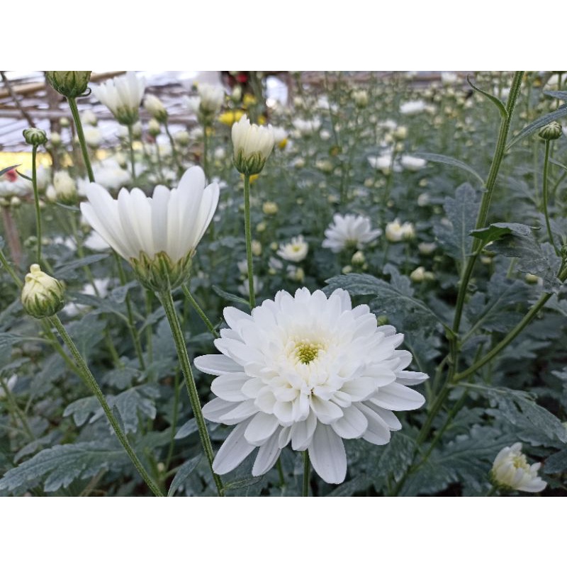 Jual Bunga Krisan Standart / Krisan Fiji Fresh Potong (1 ikat isi 10 ...