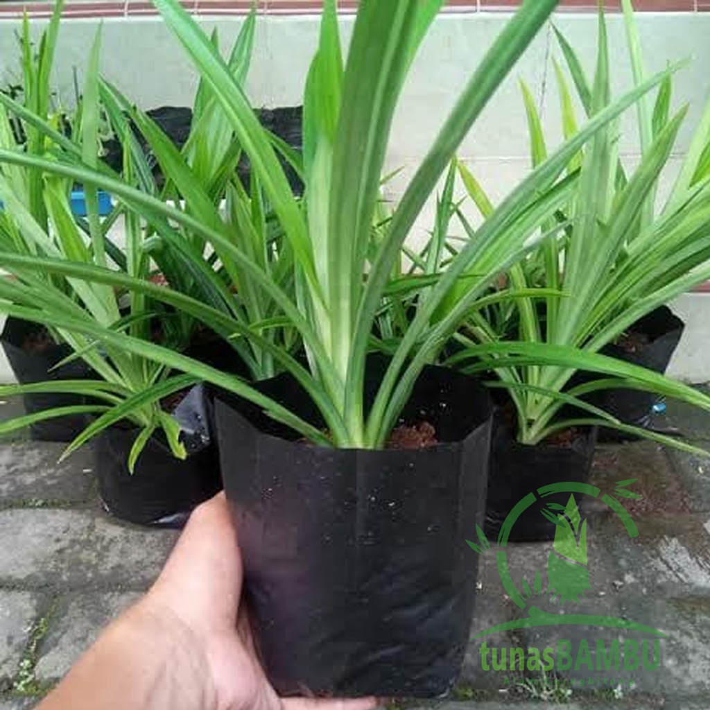 Jual Bibit Tanaman Pandan bibit Daun Pandan Wangi hasil kebun | Shopee ...