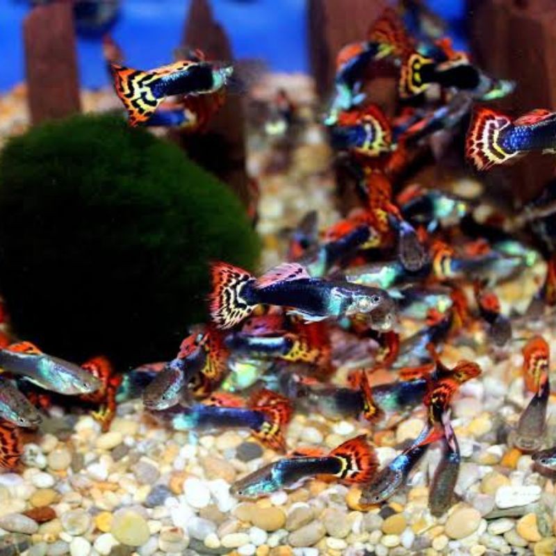 Jual ikan hias guppy aquascape isi 10 ekor / gapi mix Indonesia|Shopee ...
