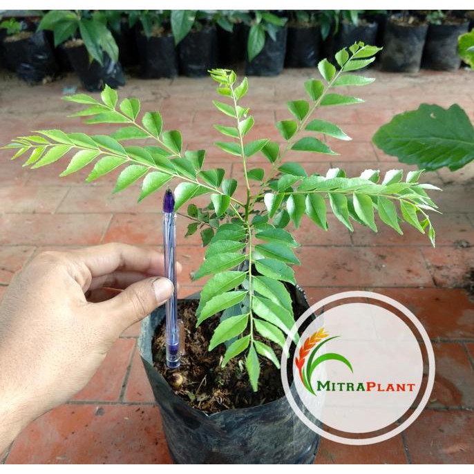 Jual ~@@~ bibit tanaman salam koja - pohon salam koja - daun temuru ...