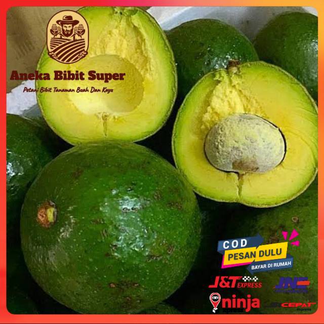 Jual Paket 4 Alpukat Markus -Alpukat Kendil | Shopee Indonesia