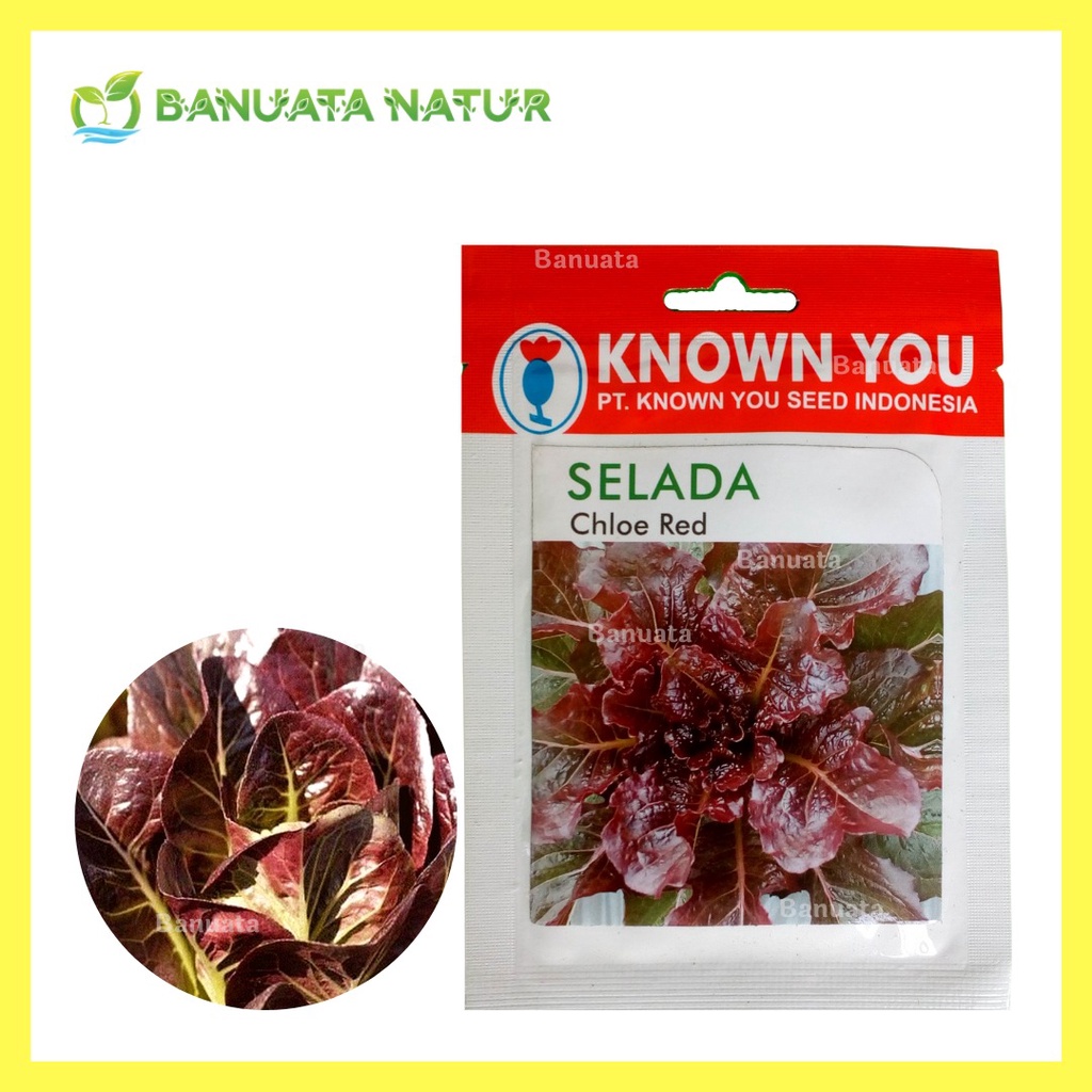 Jual Benih Bibit Selada Merah CHLOE RED (5 Gram) EXP JULI 2022 - Known You Seed - Banuata ...