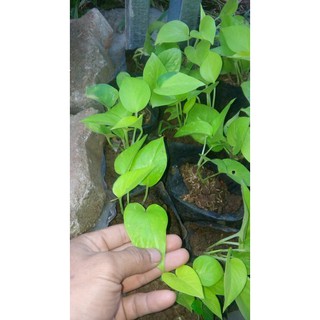 Jual PRODUK UNGGULAN bibit siri gading love lemon-tanaman siri gading ...