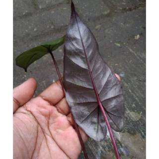 Jual TANAMAN KELADI HITAM/SENTE WULUNG/TALAS HITAM/ALOCASIA PLUMBEA ...