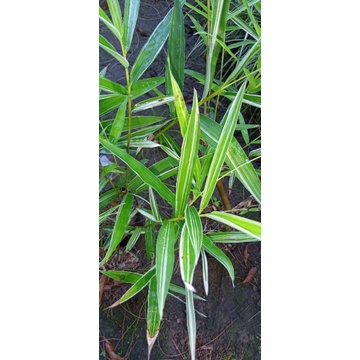 Jual Tanaman Bambu Mini Varigata Putih | Shopee Indonesia