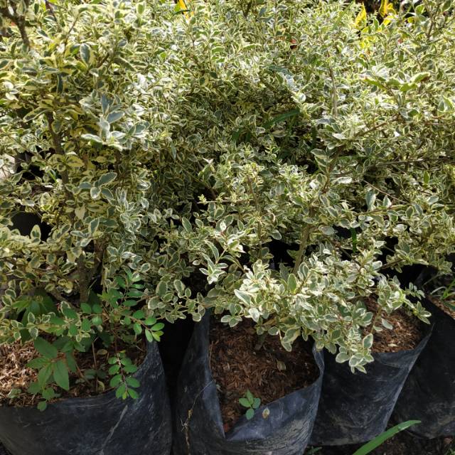 Harga legistrum bonsai Terbaru Des 2025 | BigGo Indonesia