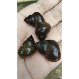 Jual keraca / Tutut siput sawah hidup 500gr | Shopee Indonesia