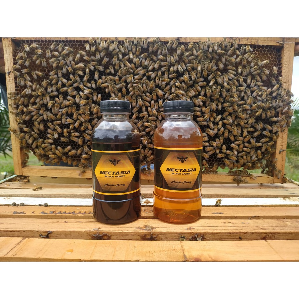 Jual 250gr MADU HUTAN HITAM DAN KUNING MURNI - HUTAN AKASIA SUMATERA ...