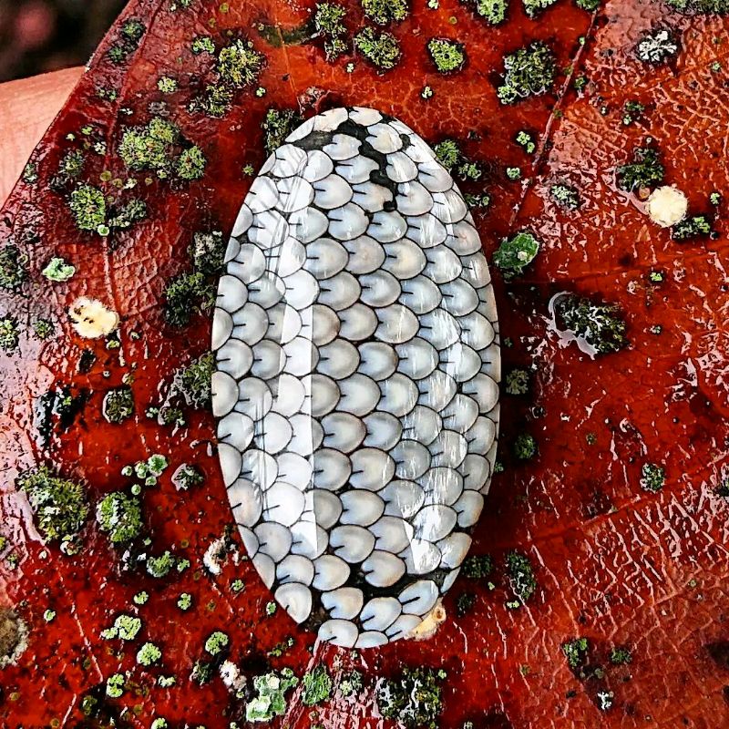 Jual batu sisik ular alami natural alam batu sisik jipen | Shopee Indonesia