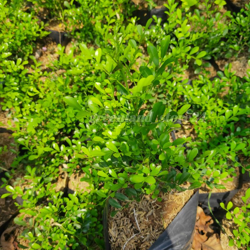 Jual pohon kemuning mini - tanaman hias kemuning mini - tanaman hias ...