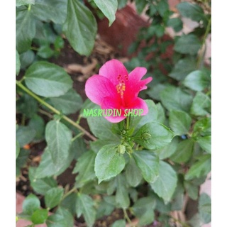 Jual DAUN BUNGA SEPATU SEGAR LANGSUNG PETIK / DAUN TANAMAN KEMBANG ...