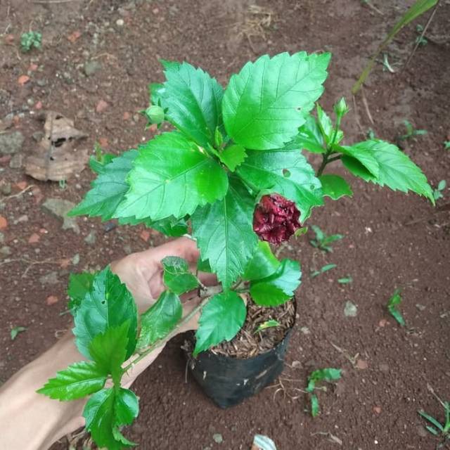 Jual bibit pohon kembang sepatu bunga merah | tanaman hibiscus bunga ...
