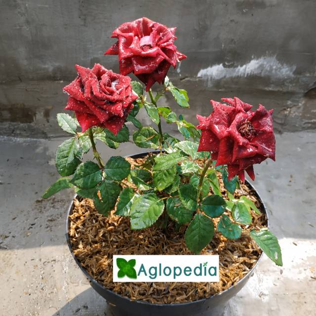 Simak! 42+ Gambar Tanaman Bunga Mawar Merah Terbaik - Informasi Seputar ...