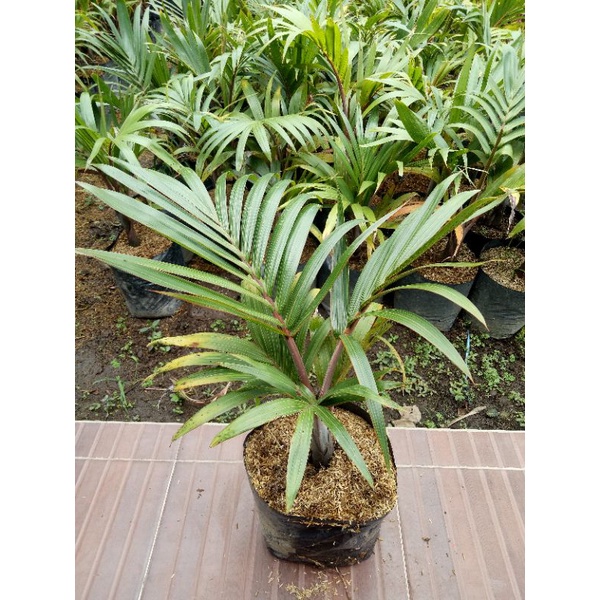 Jual tanaman palem botol | Shopee Indonesia