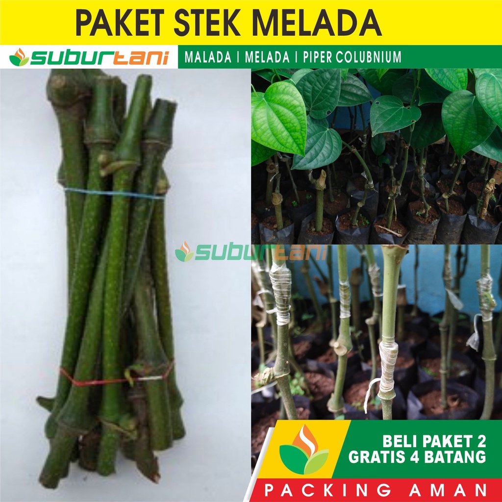 Jual Paket Malada Melada Inovasi Lada Sambung | Shopee Indonesia