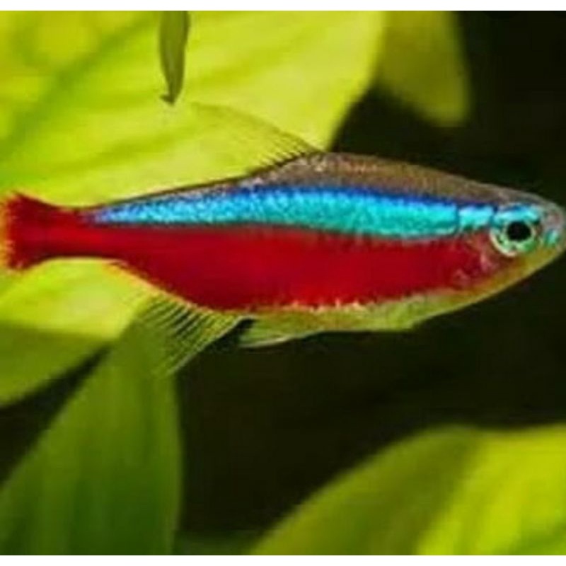 Jual neon cardinal | Shopee Indonesia