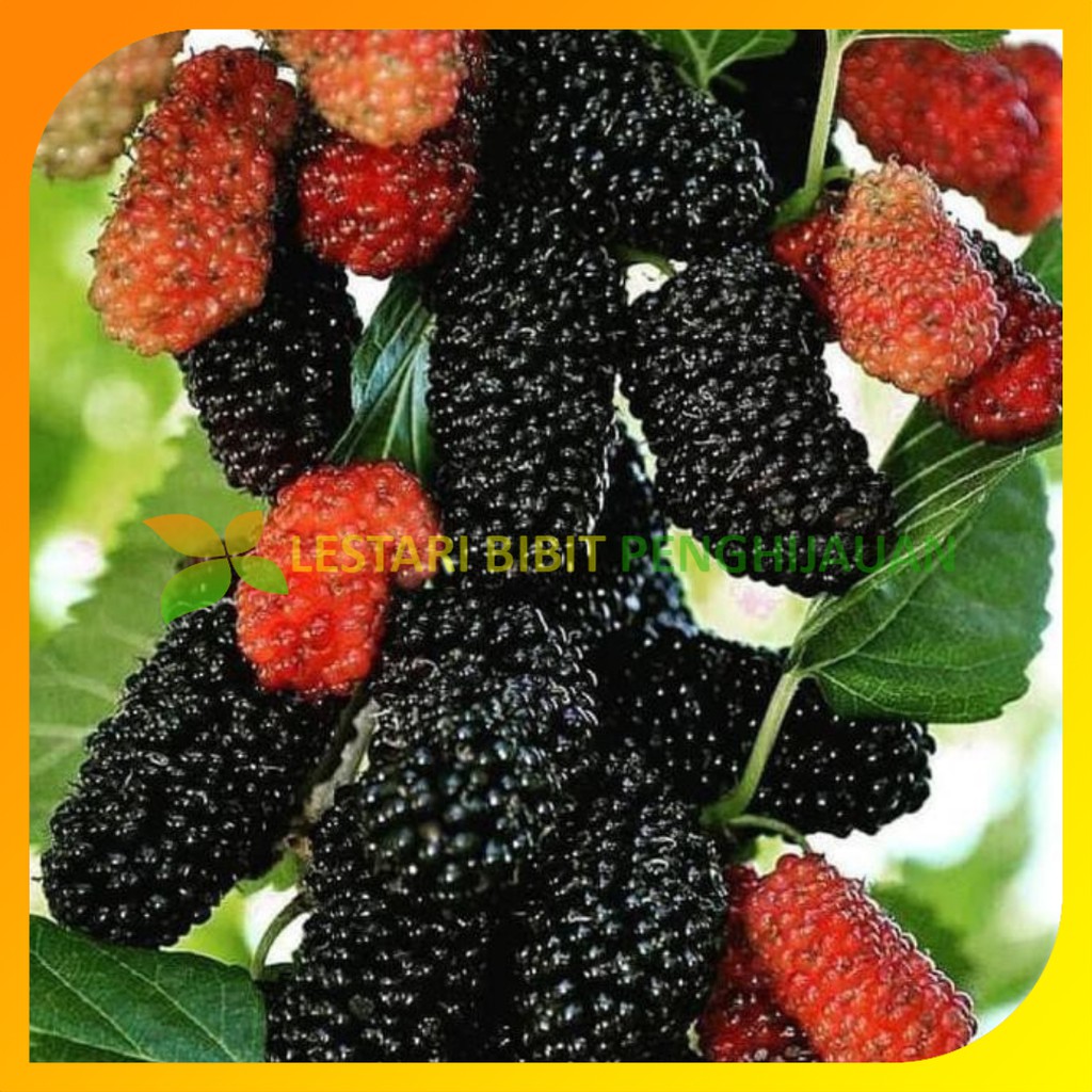 Jual Murbei Terlengkap & Harga Terbaru Januari 2023 | Shopee Indonesia