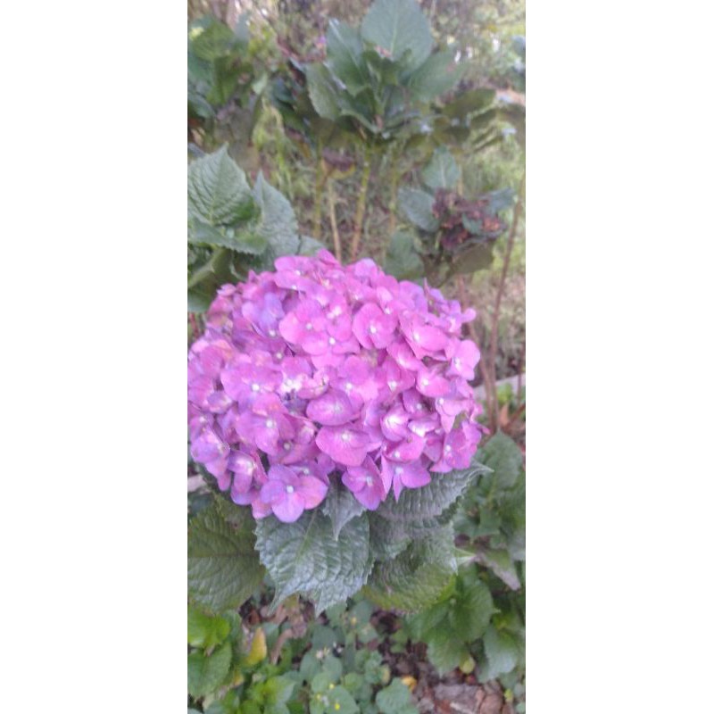 Jual Bunga Pancawarna minim order 2 pohon | Shopee Indonesia