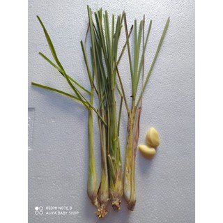 Jual Daun Sereh / Daun Serai / Pohon sereh Super Murah | Shopee Indonesia