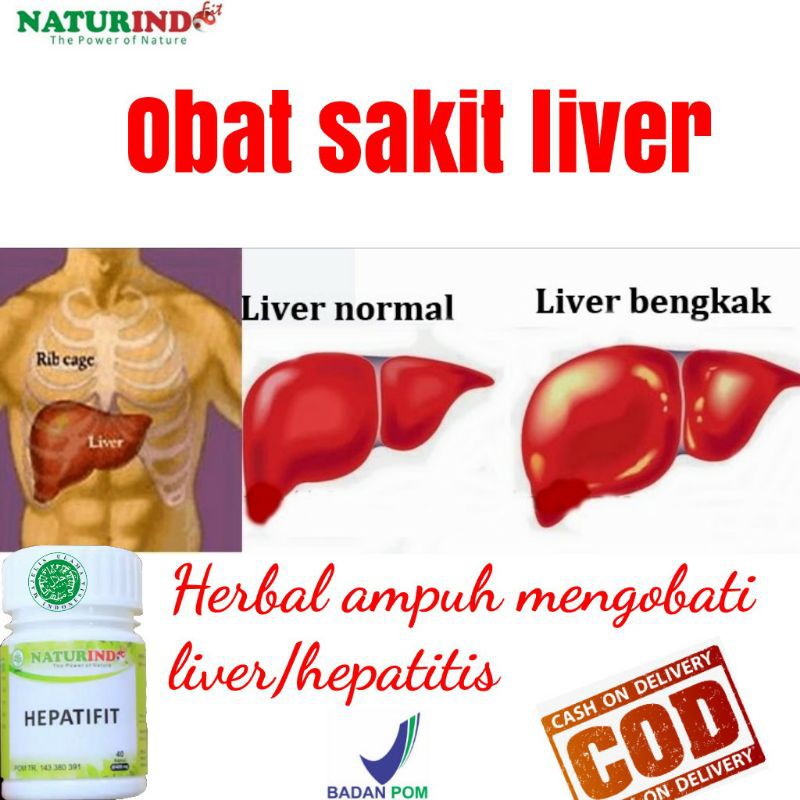 Jual OBAT HERBAL SAKIT LIVER RADANG PERADANGAN MEMPERBAIKI KINERJA HATI ...