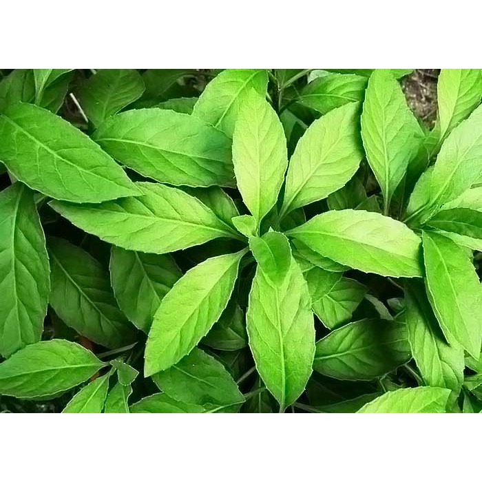 Jual BIBIT / Tanaman SAMBUNG NYAWA / Gynura procumbens / Daun Sambung ...