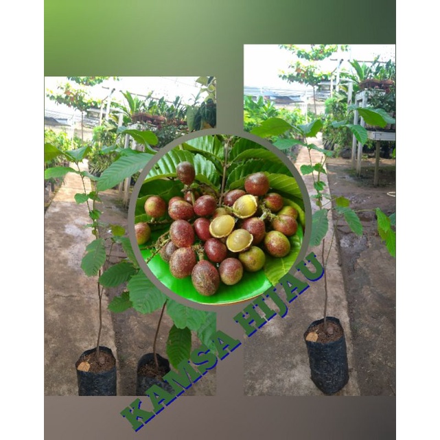 Jual bibit matoa | Shopee Indonesia