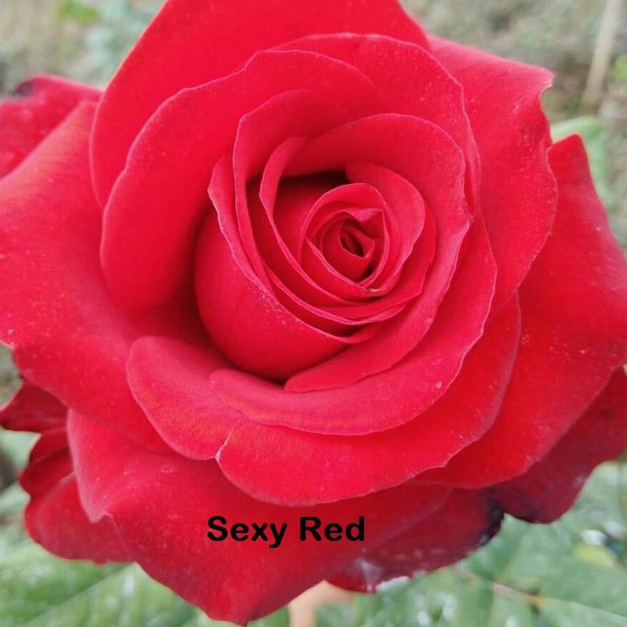 Paling Bagus 30+ Gambar Bunga Layu Ditangan - Gambar Bunga Indah