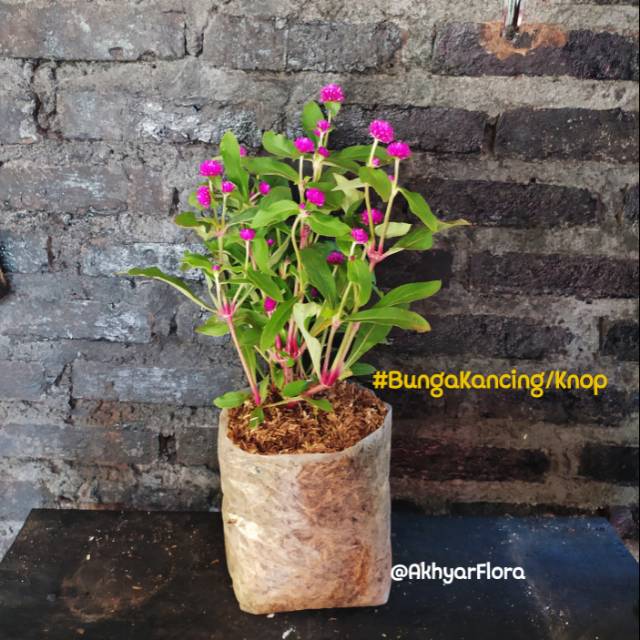 Wajib Tahu! 11+ Tanaman Bunga Yang Rajin Berbunga Terbaru - Informasi ...