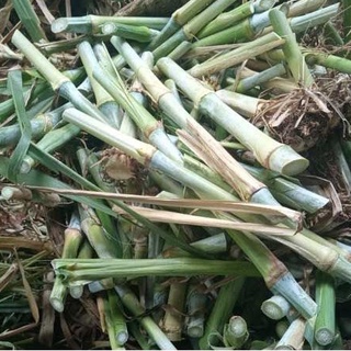 Jual Jual Bibit rumput pakchong / pakcong | Shopee Indonesia