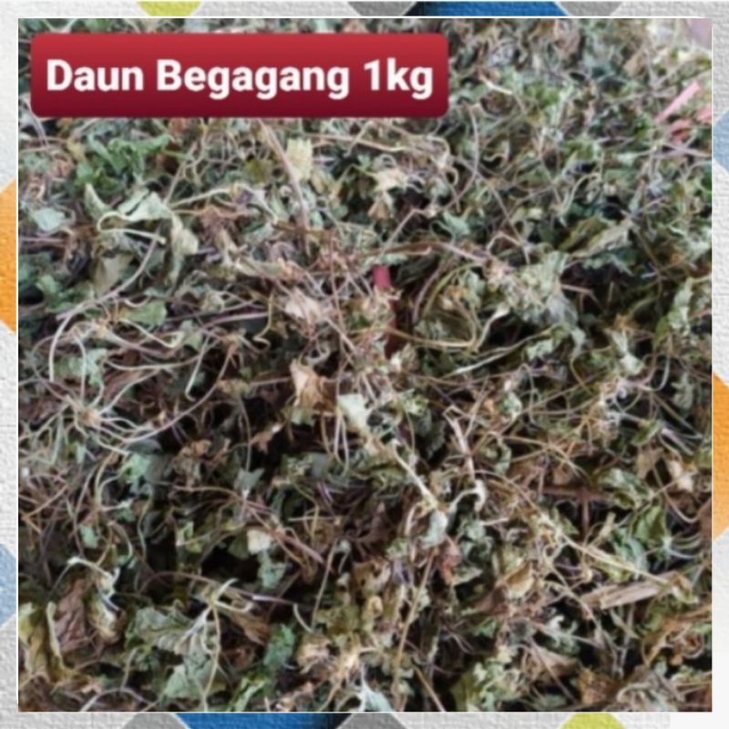 Jual daun kaki kuda Harga Terbaik & Termurah Oktober 2022 | Shopee ...