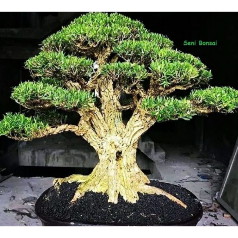 Jual bonsai boxus / bahan bonsai berkualitas / bonsai mame | Shopee ...