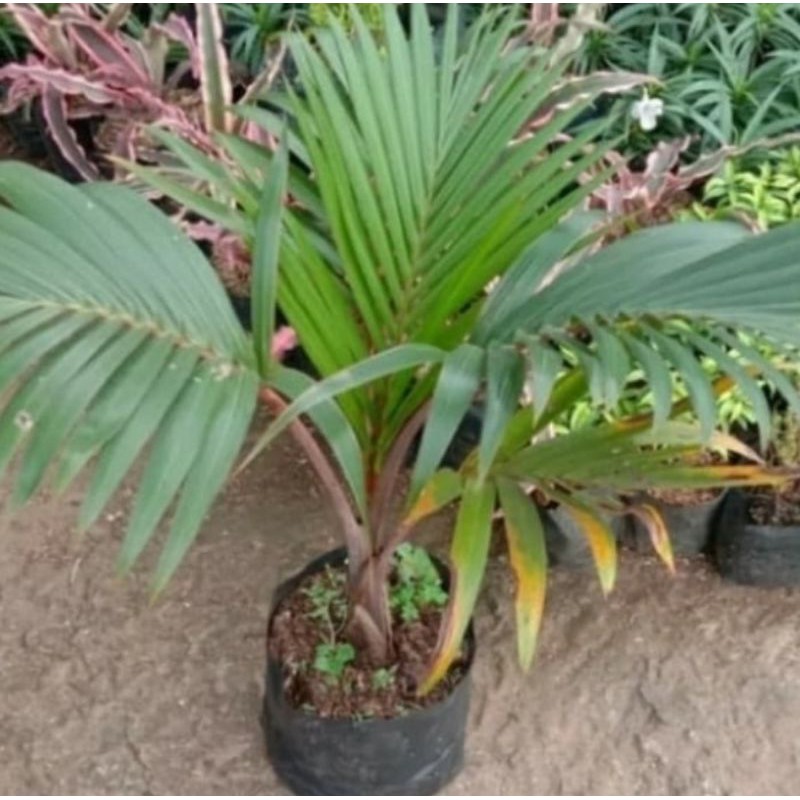 Jual Pohon Palem Botol Tanaman Hias Bibit Pohon Palm Botol | Shopee ...