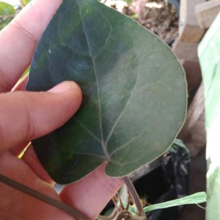 Jual Tanaman Obat Herbal Sirih Hitam | Shopee Indonesia