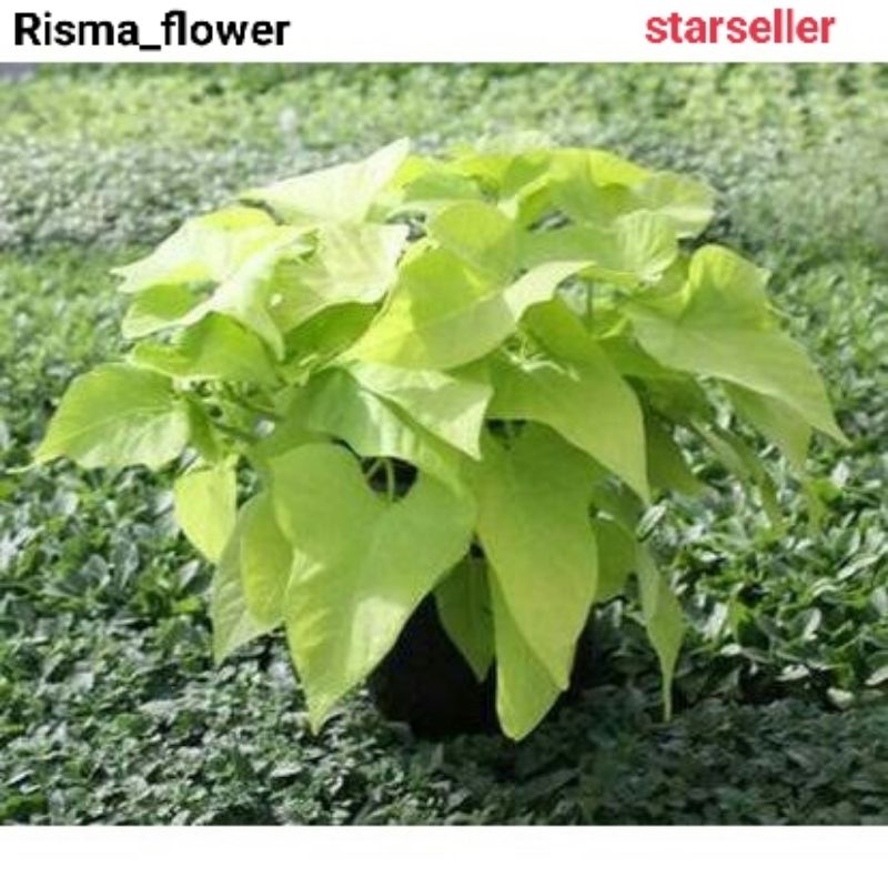 Jual POHON UBI KUNING / TANAMAN UBI KUNING JALAR | Shopee Indonesia Jual POHON UBI KUNING / TANAMAN UBI KUNING JALAR | Shopee Indonesia