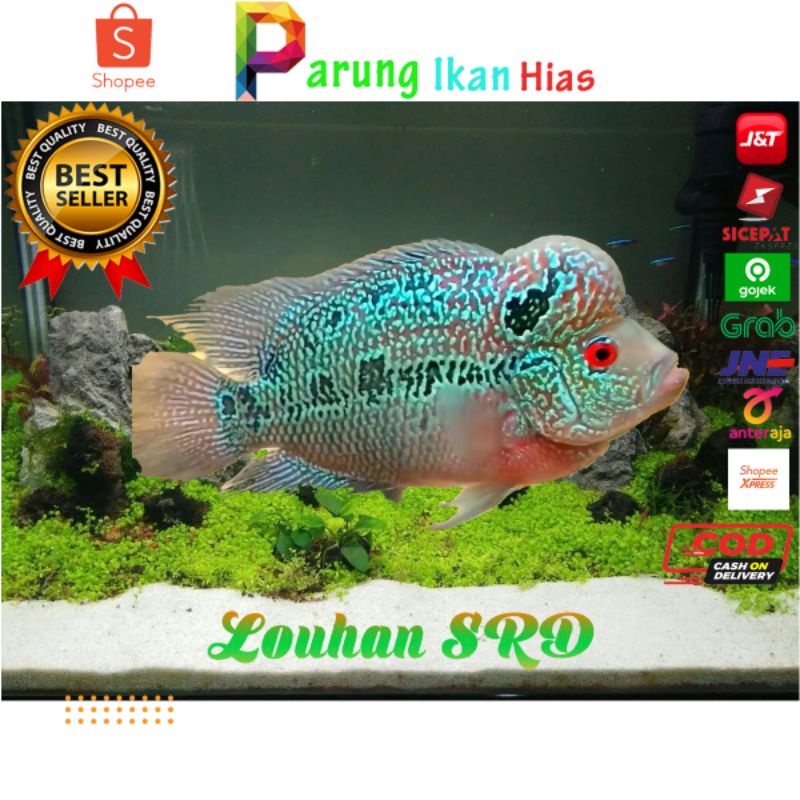 IKAN LOHAN / LOUHAN SRD (PROGRESS) | Shopee Indonesia