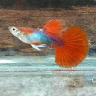 Jual ikan guppy HB Red - ikan gepi - ikan gapi - ikan gupi Indonesia ...