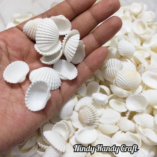 Jual 1/2kg - 500gram Cangkang Kerang Craft - Kulit Kerang Putih ...