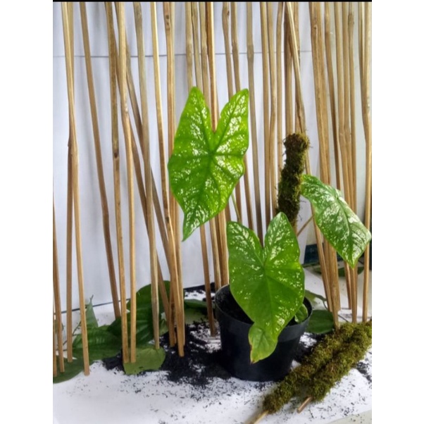 Jual Bambu Bilah 50cm, Bambu Ajir, Bambu Turus, Bambu Belah Belahan ...