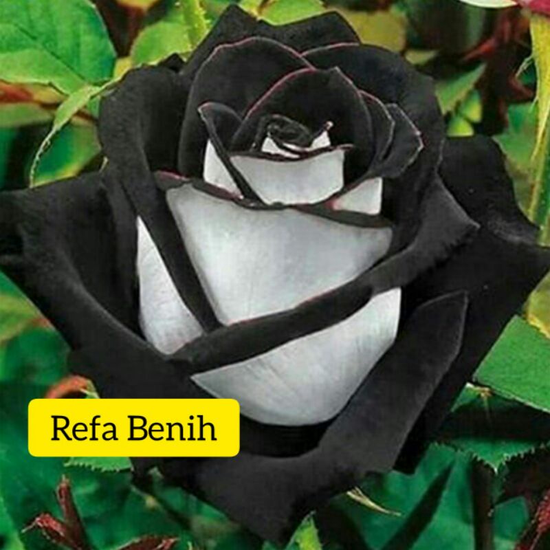 Jual Biji Benih Bunga Mawar White Black / Biji Import Murah | Shopee ...
