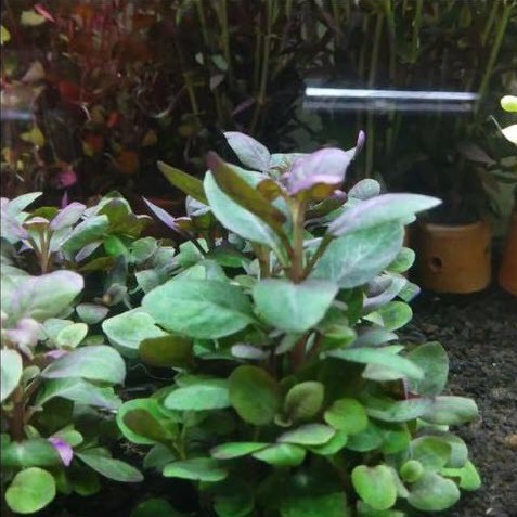 Jual Tanaman Aquascape - Lobelia Cardinalis Mini Type Clump | Shopee ...