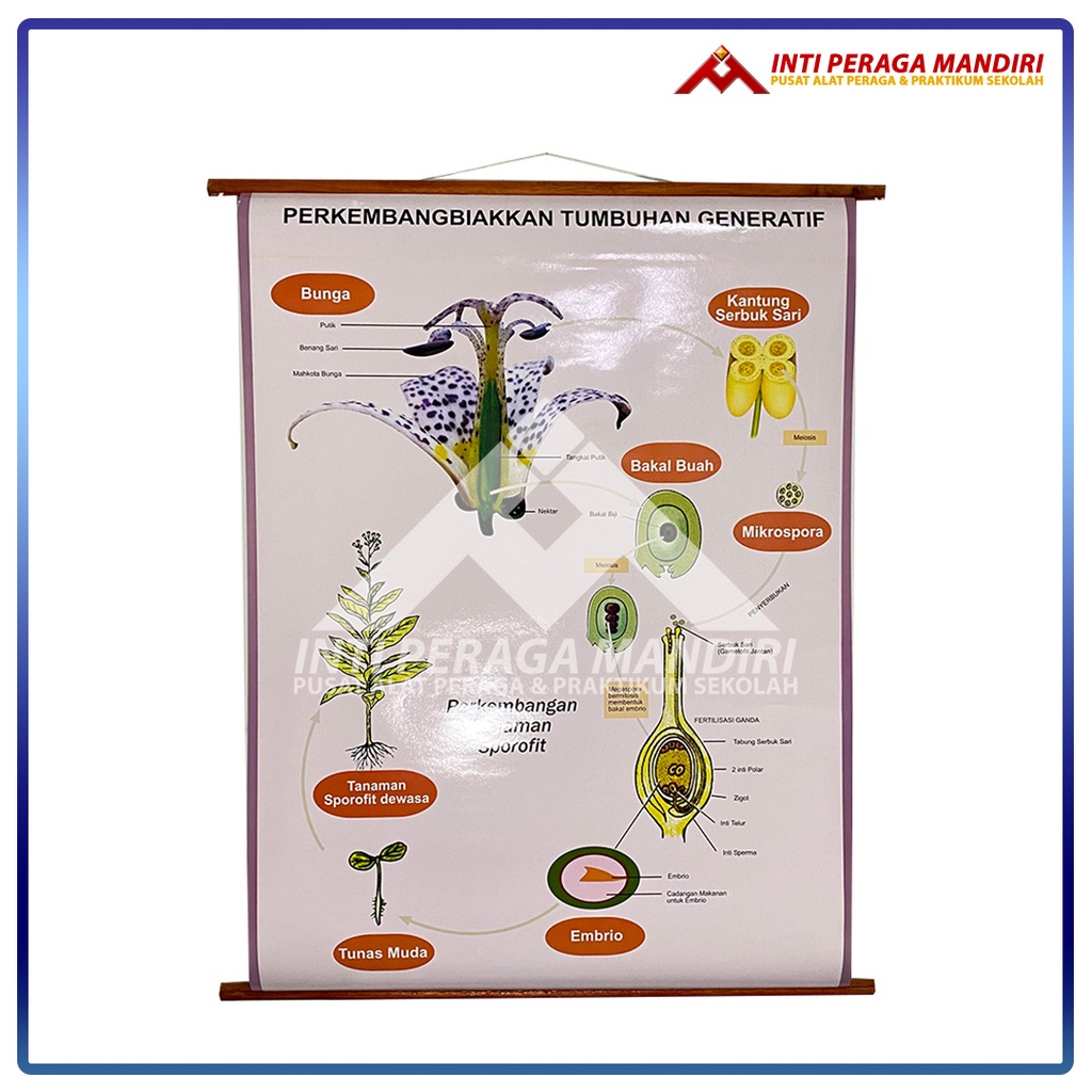 Jual Carta Poster Gambar Perkembangbiakkan Tumbuhan Generatif - Alat ...