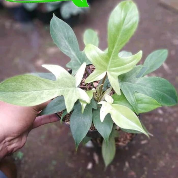 tanaman hias philodendron merpati - philo merpati - philo mayoi ...