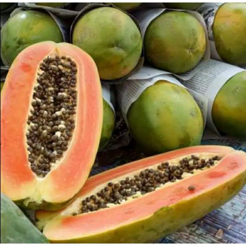 Jual 1 Biji Benih Pepaya Bangkok | Benih Buah | Benih Sayuran | Benih ...
