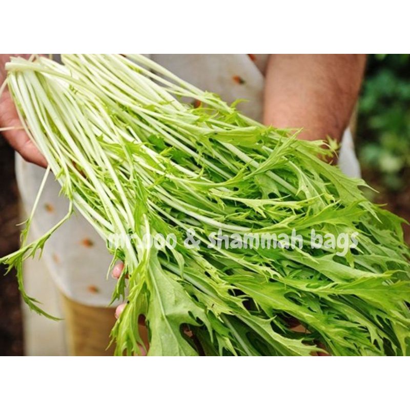 Jual Benih Sayuran - Mustard Mizuna- 100 benih - Import | Shopee Indonesia