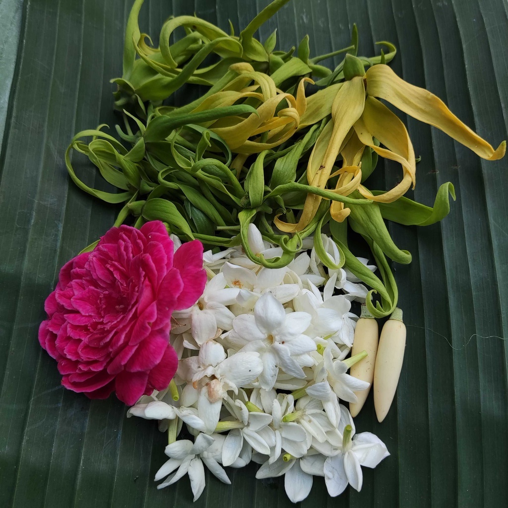 Jual Bunga Kembang Telon 3 Macam Indonesia|Shopee Indonesia