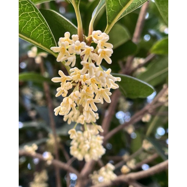 Jual Bibit tanaman bunga wangi sweet osmanthus/fragrant olive (O ...