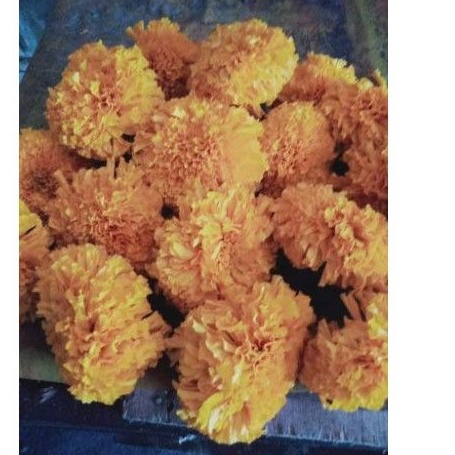 Jual Bunga gemitir, sesuai harga pasar | Shopee Indonesia